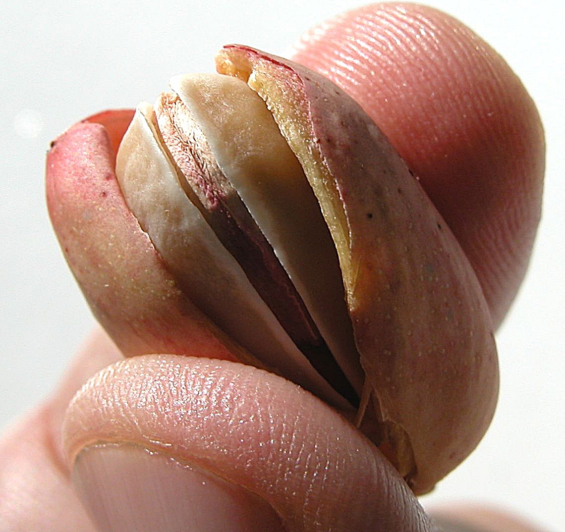 ¿Qué es realmente el pistacho? | Cremacuadrado.com